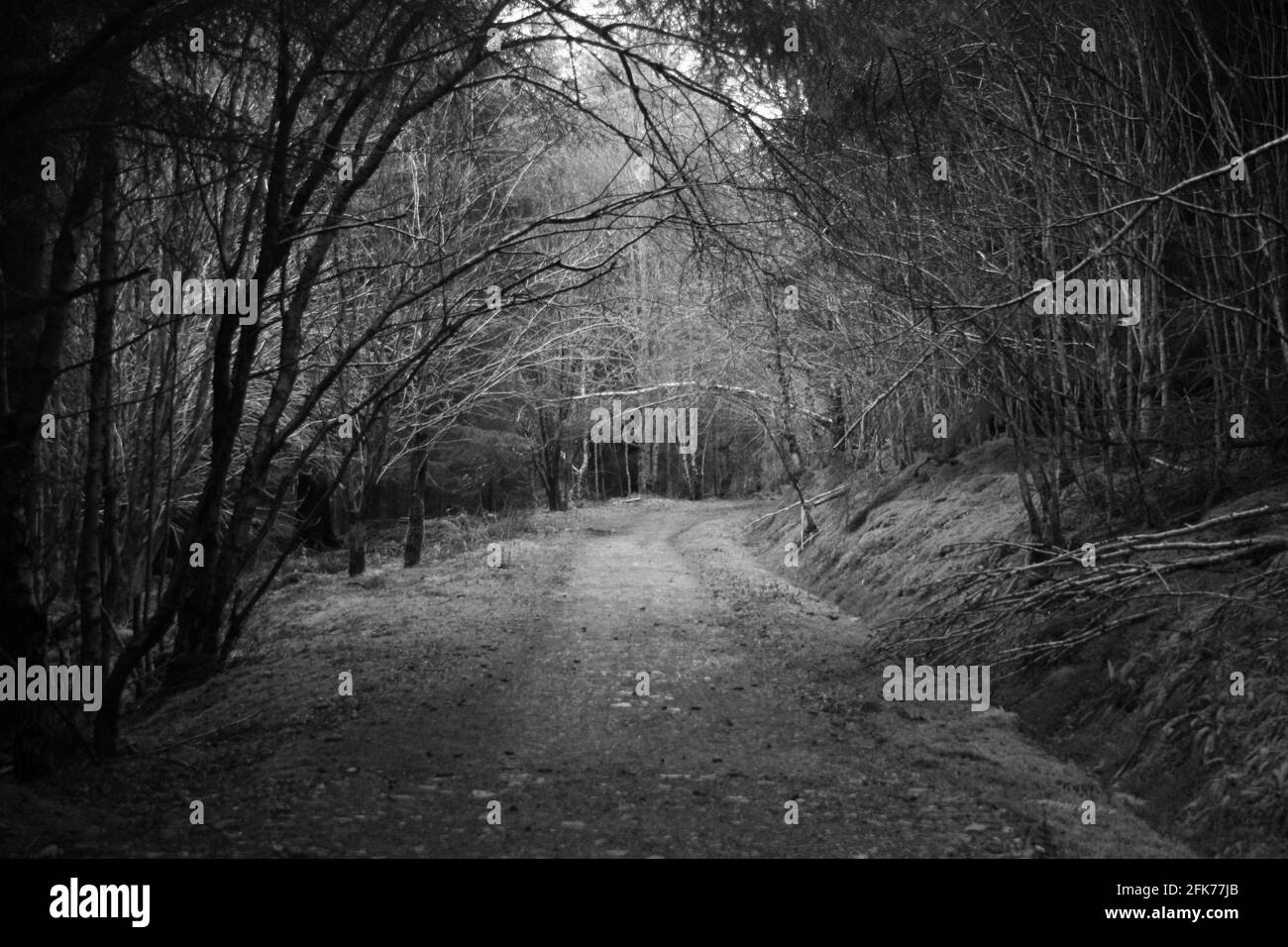Scary forest path Black and White Stock Photos & Images - Alamy