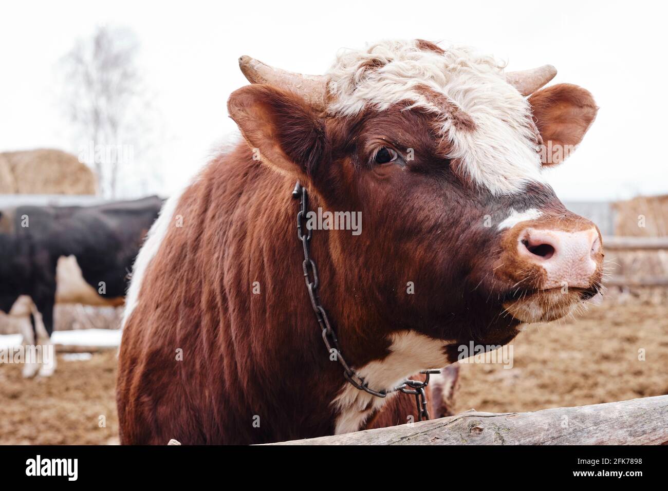 red bull on a farm in autumn. Farm animals Stock Photo - Alamy