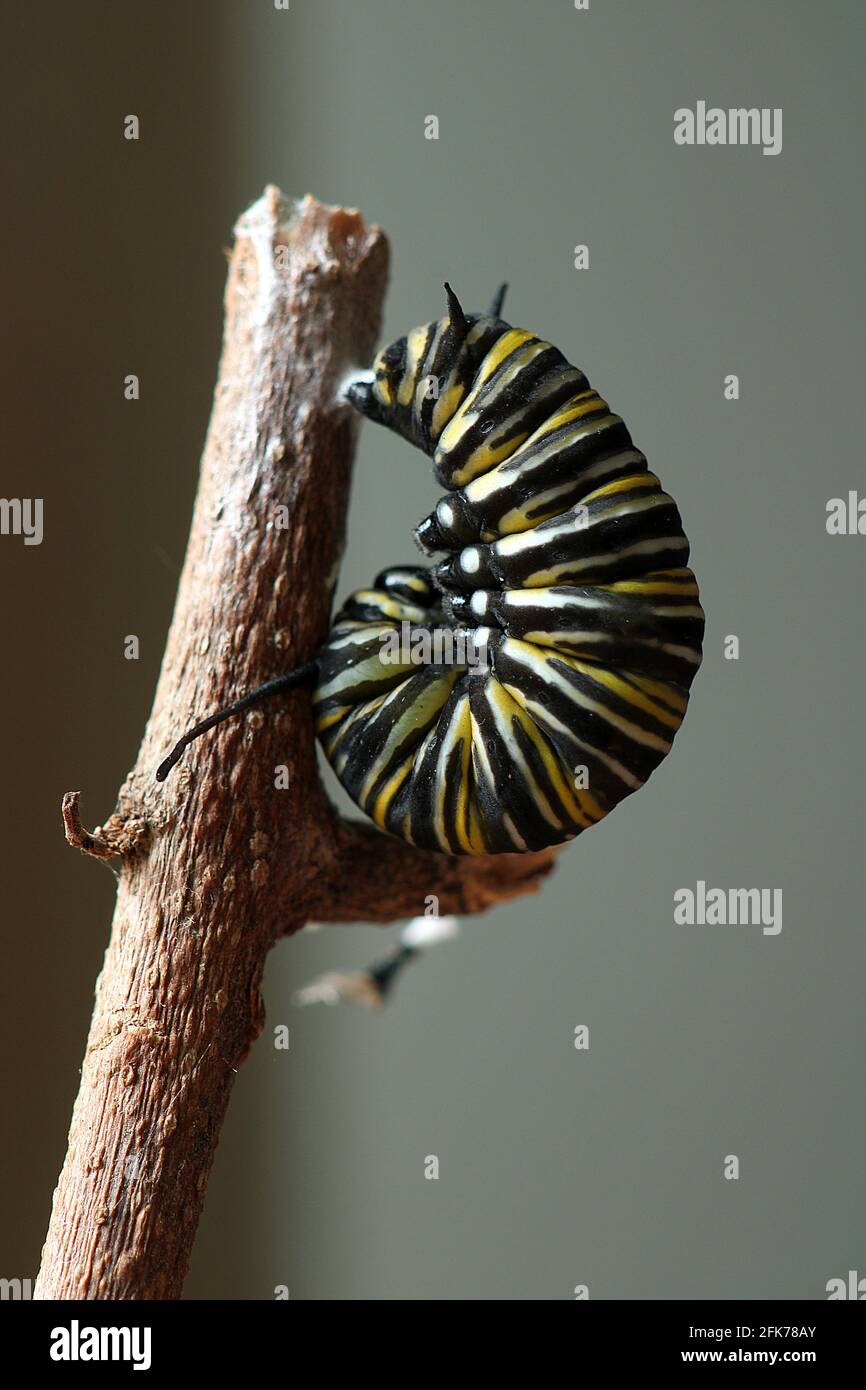 Monarch butterfly chrysalis pupation Stock Photo - Alamy