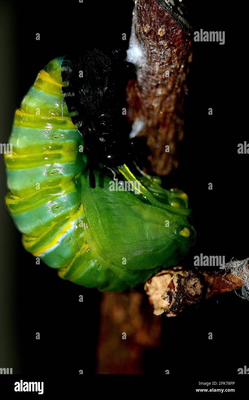 Monarch butterfly chrysalis pupation Stock Photo - Alamy