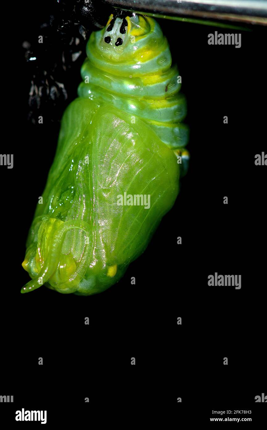 Butterfly position hi-res stock photography and images - Alamy