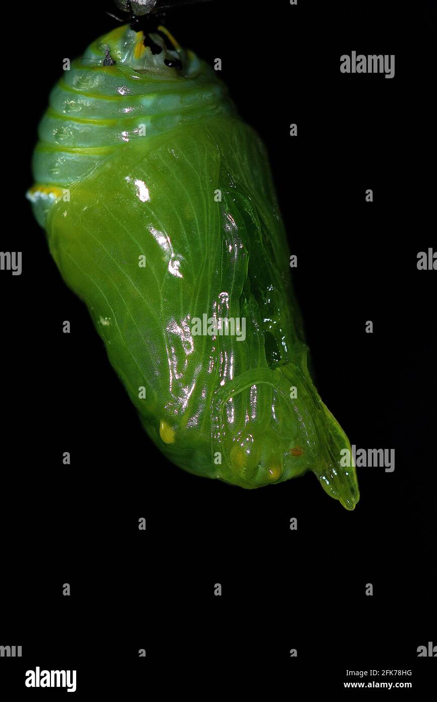 Monarch butterfly chrysalis pupation Stock Photo - Alamy