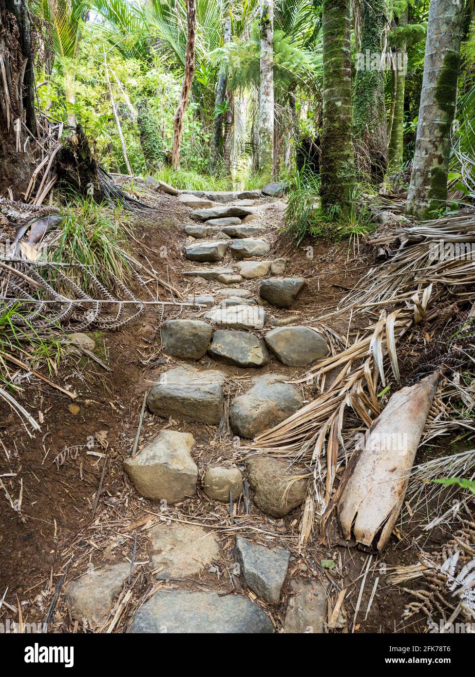 Dirt road with rocks in a tropical forest for hiking Stock Photo - Alamy