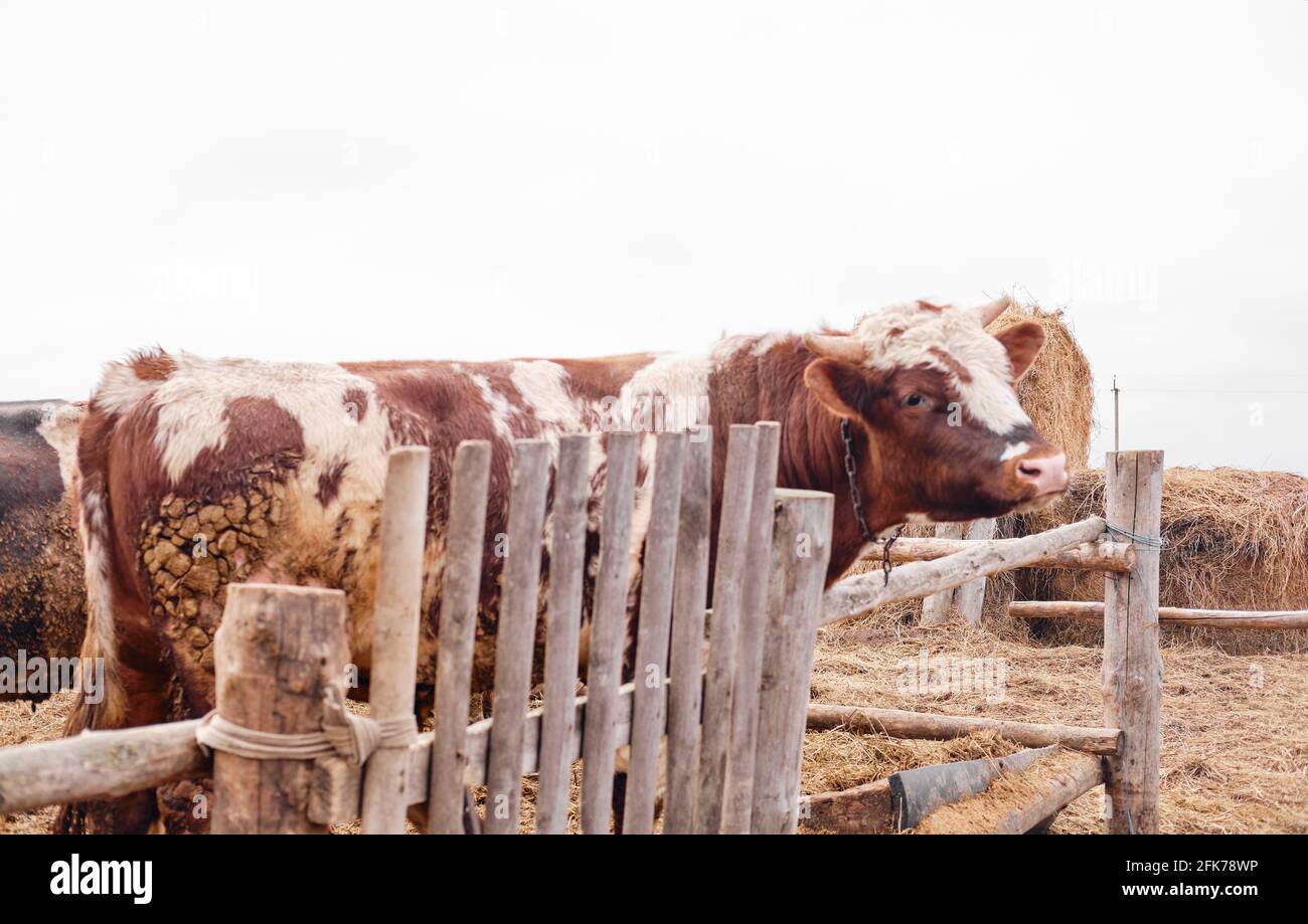 red bull behind a wooden fence. farm animals. Handsome male bull Stock ...