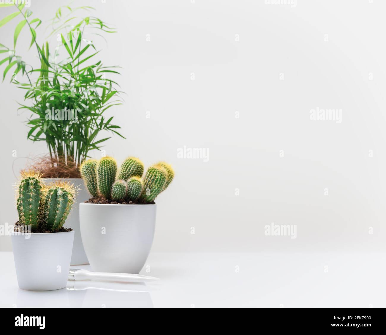 Horizontal house gardening composition with house plant, cactus ...