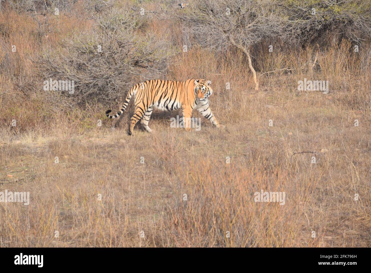 Brown tiger on a dry field Stock Photo - Alamy