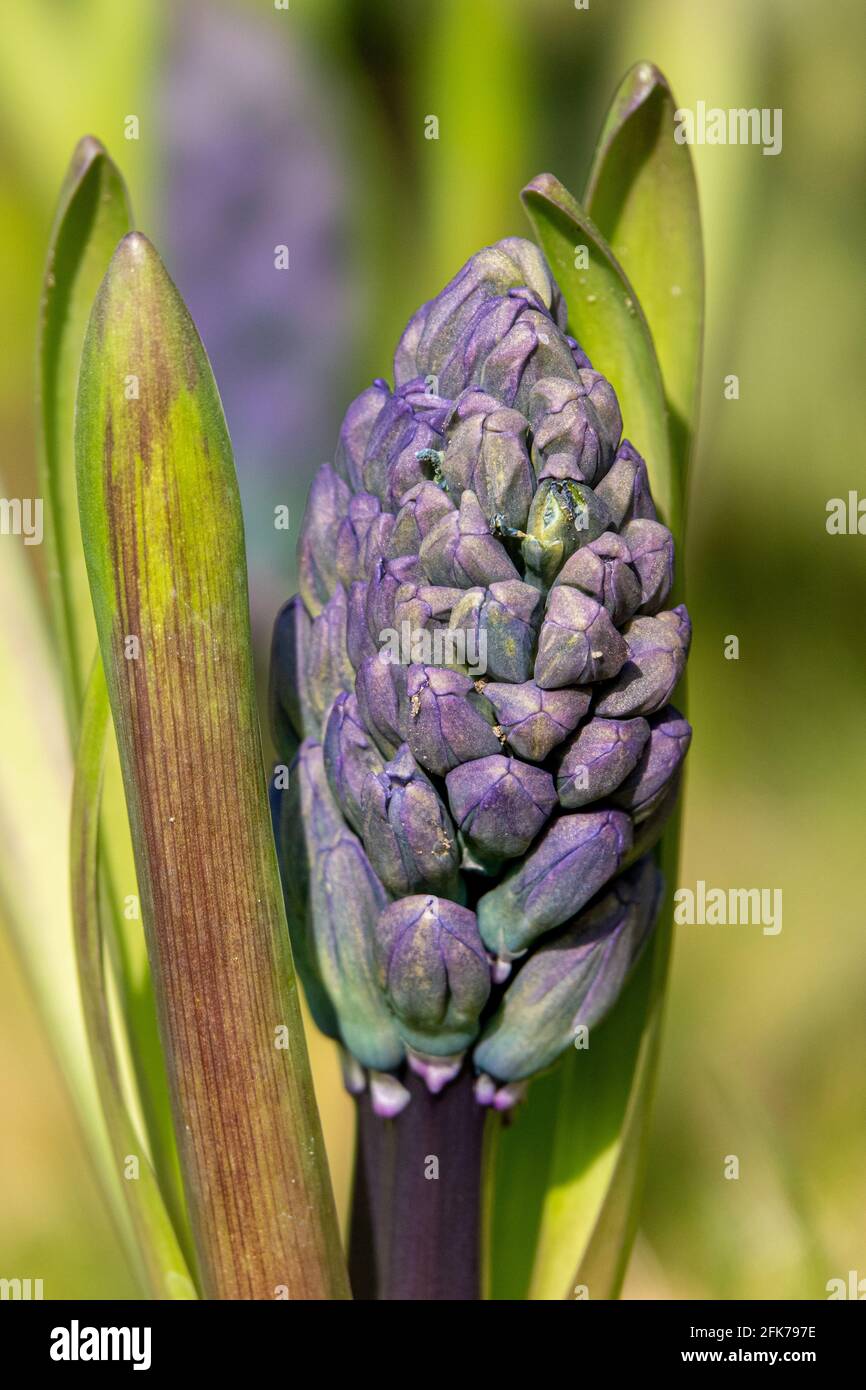 Purple Hyacinthus orientalis blooming in the flowerbed Stock Photo - Alamy