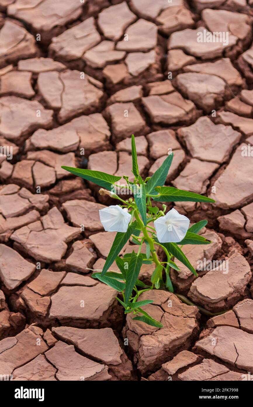 Unfertile soil hi-res stock photography and images - Alamy