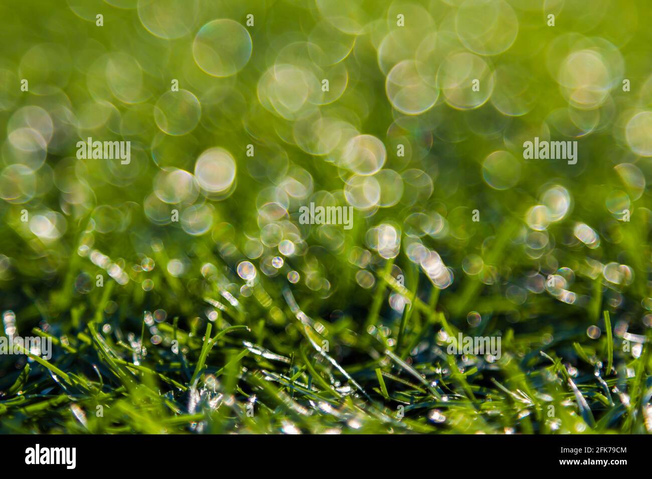 Bokeh green grass nature background Stock Photo - Alamy