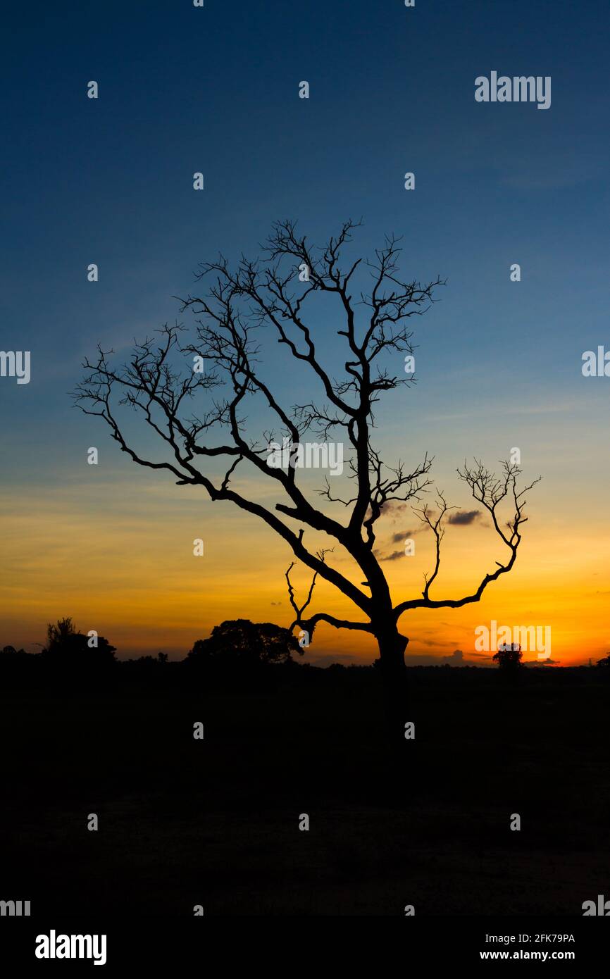 tree silhouette sunset sky background Stock Photo - Alamy