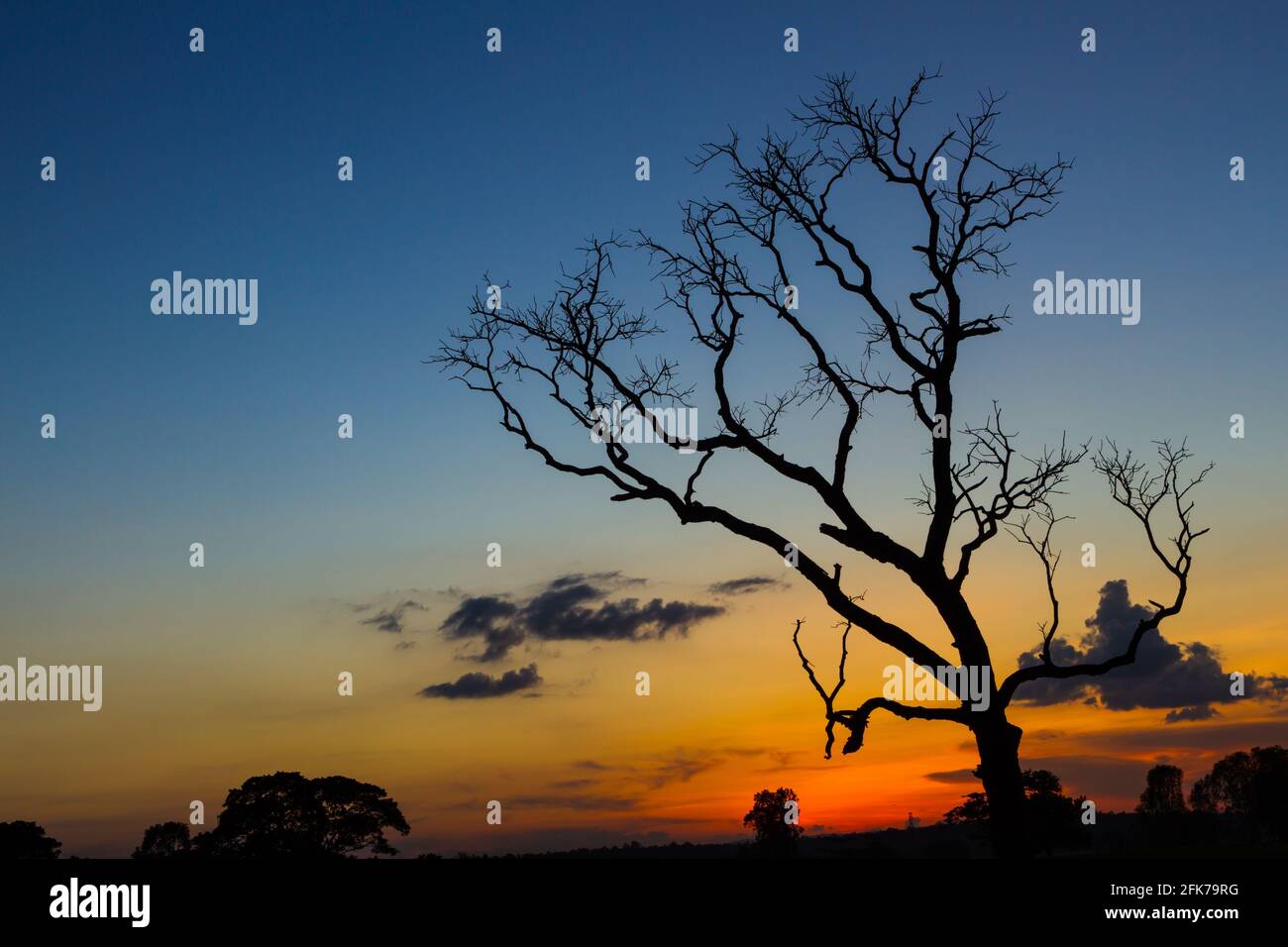 Big tree silhouette sunset sky background Stock Photo - Alamy