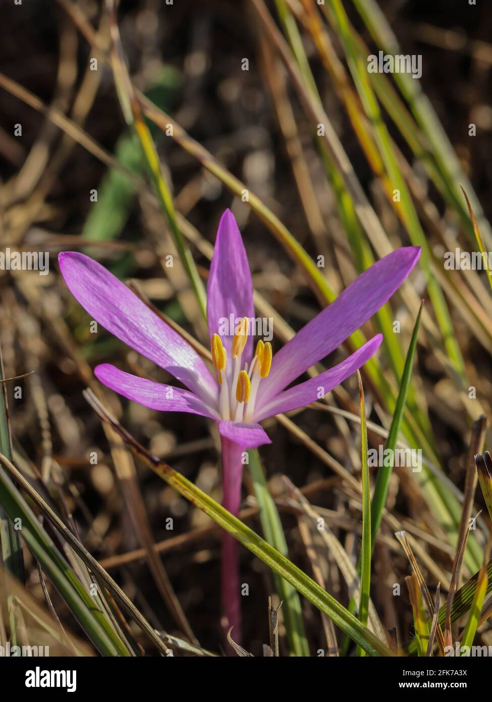 Pale pink flowers of sand saffron (latin name Colchicum arenarium) in ...