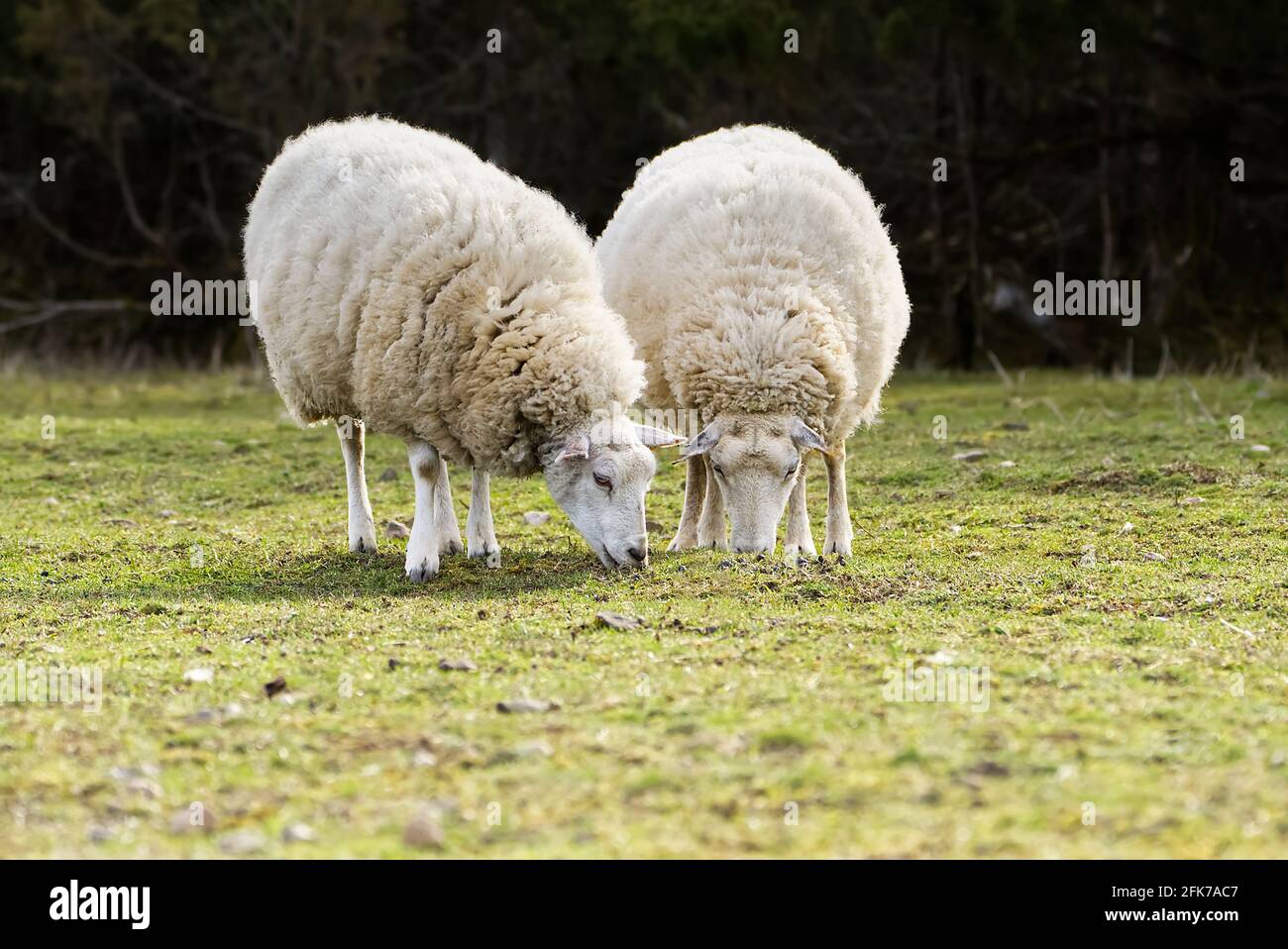 Sheep eating fresh grass. unshorn sheep in a spring field. Sheep ...