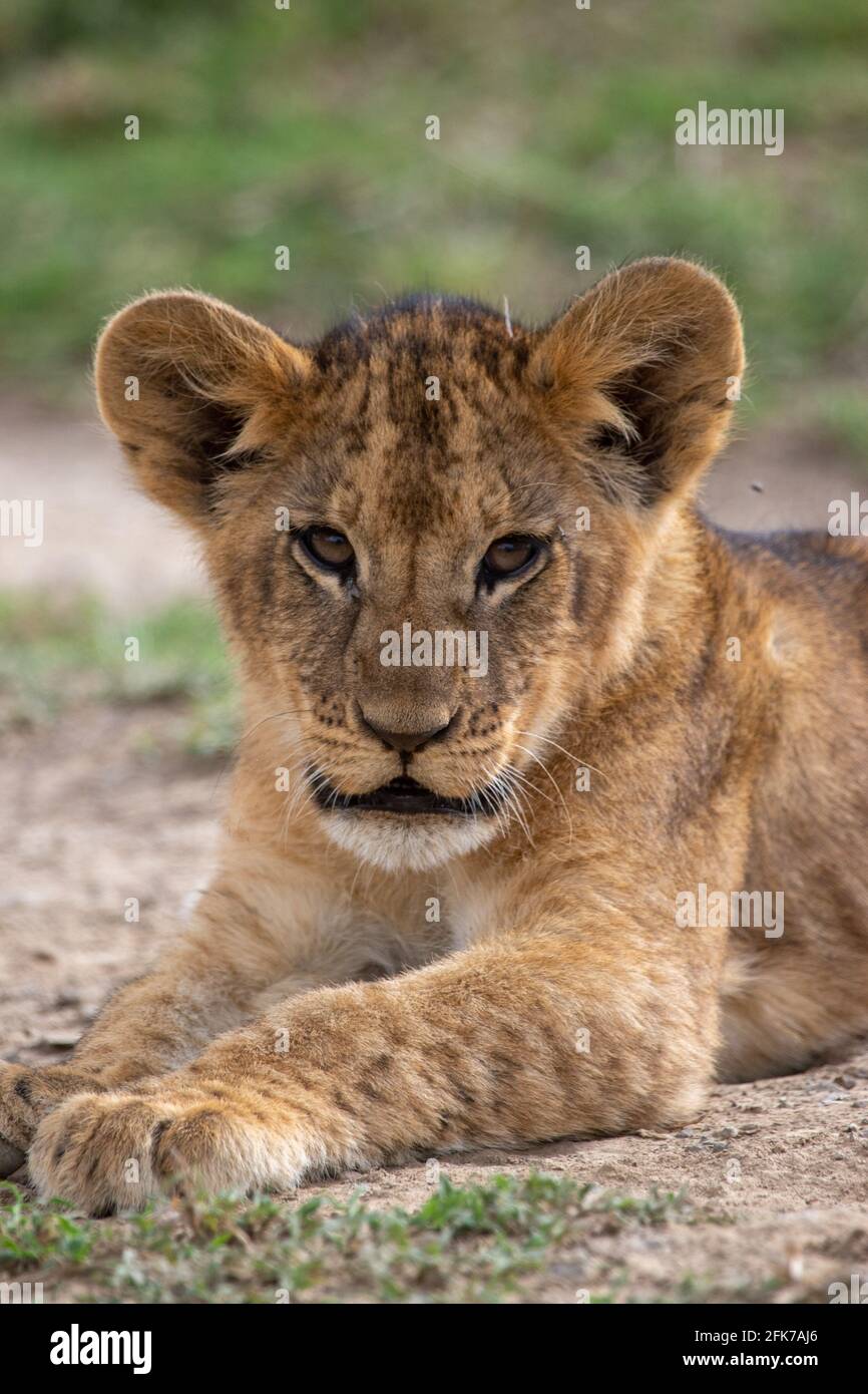 Cute portrait of young female lion cub , lake Nakuru national park ...