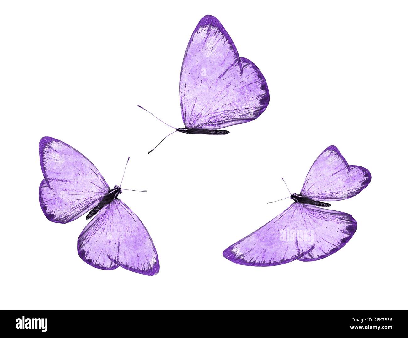 a set of beautiful pink butterflies isolated on a white background ...