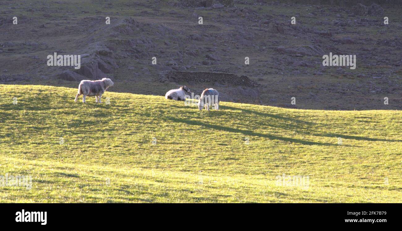 Sheep on a hillside field at Cockley Beck Farm, Cockley Beck, Duddon ...