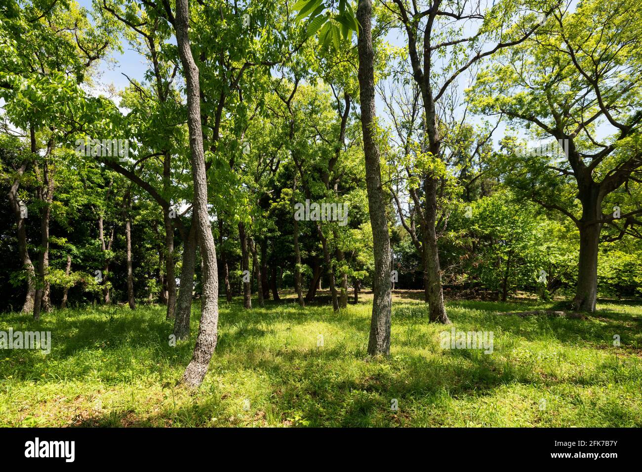 Japanese oak tree leaves quercus hi-res stock photography and images ...