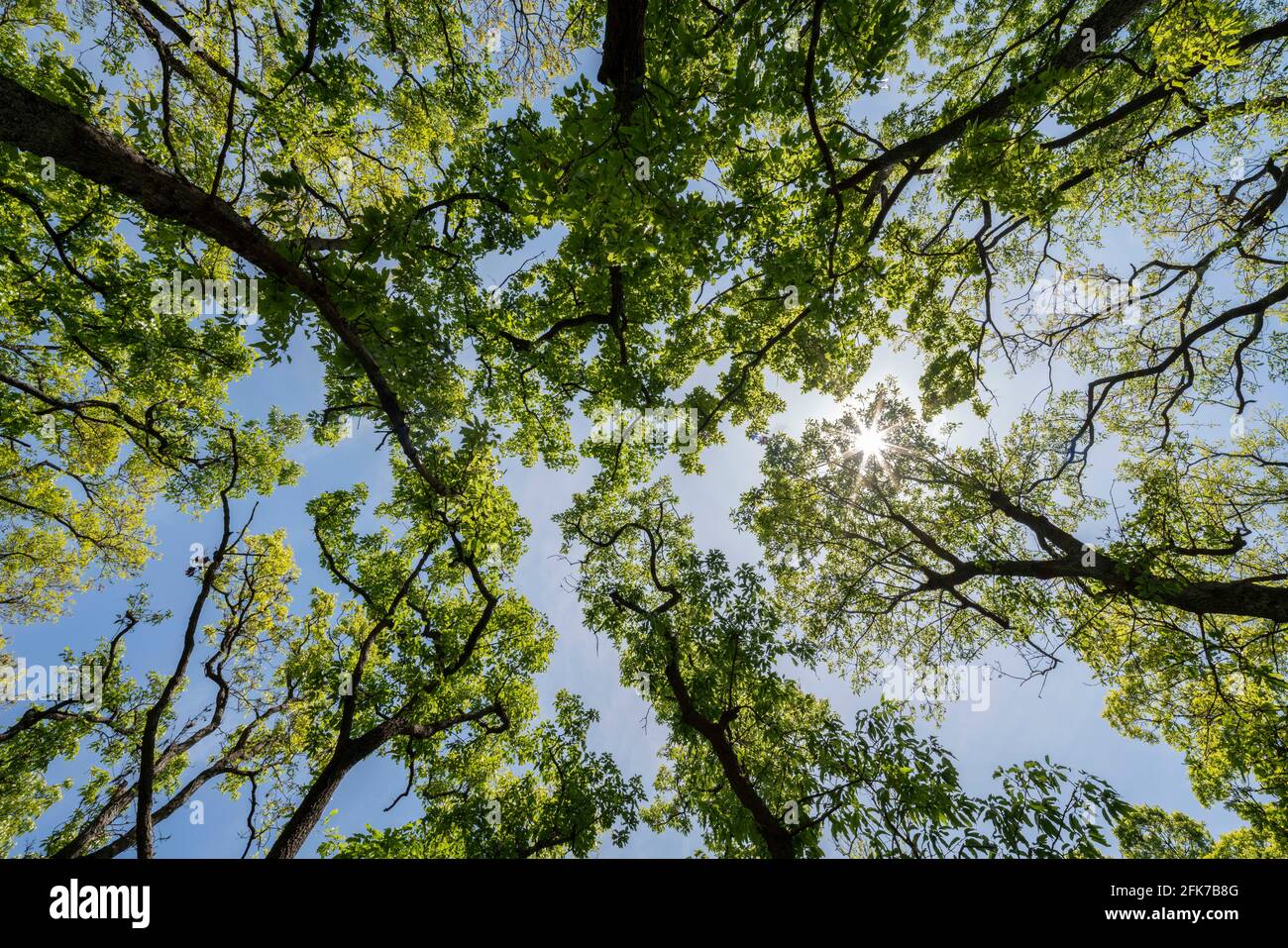 Japanese oak tree leaves quercus hi-res stock photography and images ...