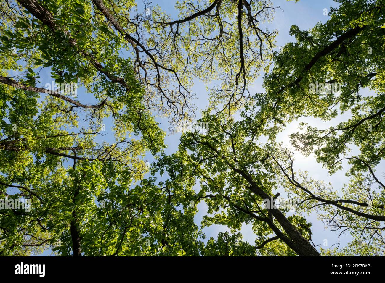 Japanese oak tree leaves quercus hi-res stock photography and images ...