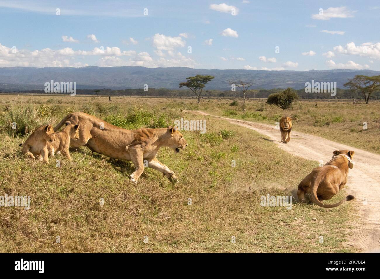 Mother lion protecting cubs against two lions. Lake Nakuru national ...