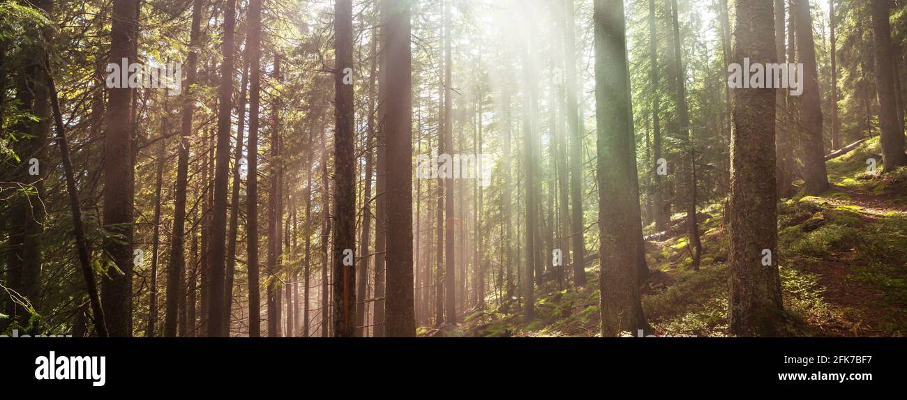 Sun beams in clear day in the green forest Stock Photo - Alamy