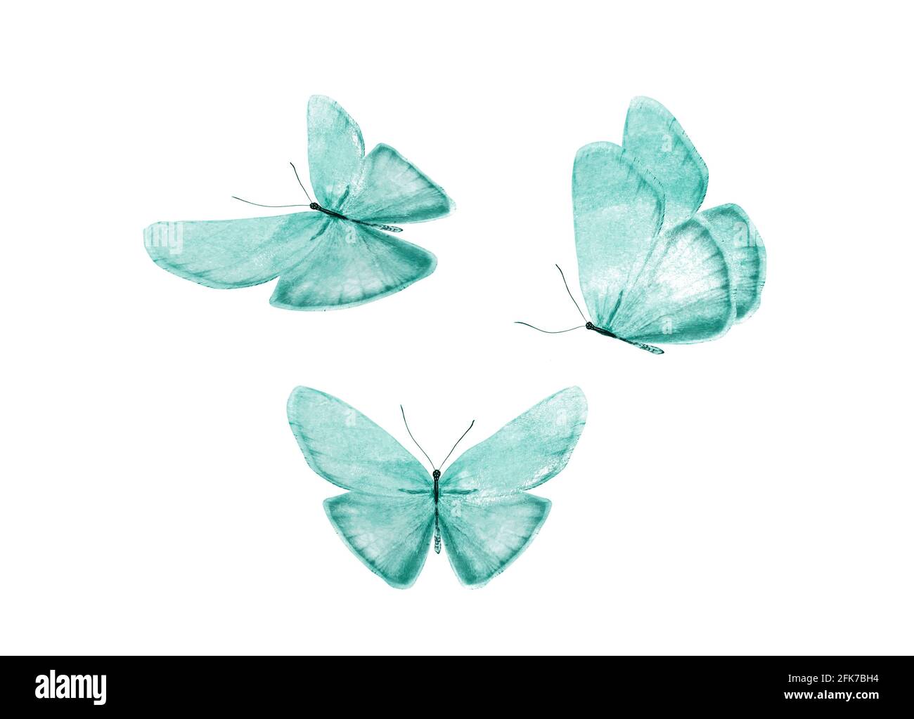 Moths flying hi-res stock photography and images - Alamy