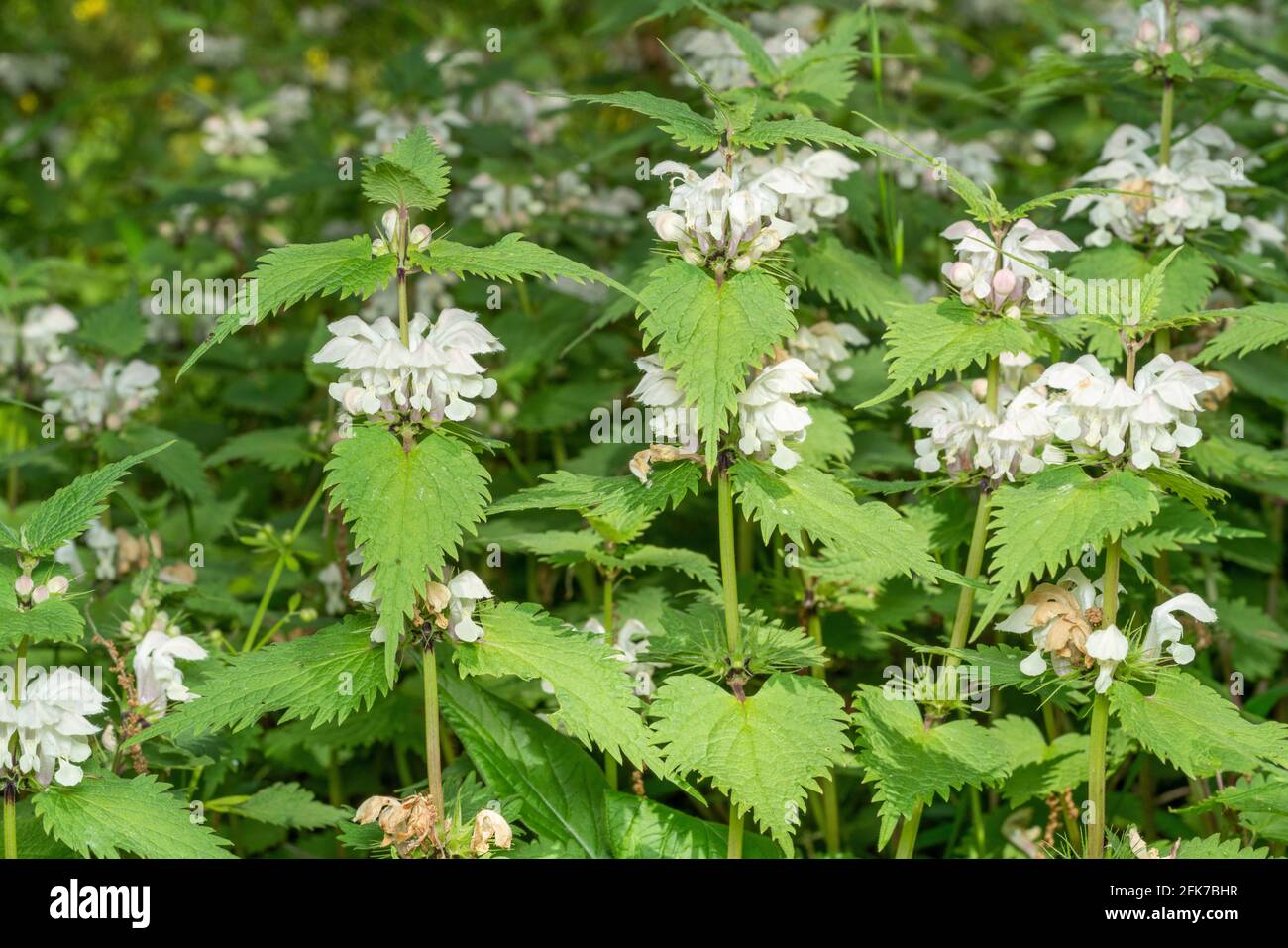 White dead-nettle (Lamium album), Isehara City, Kanagawa Prefecture ...