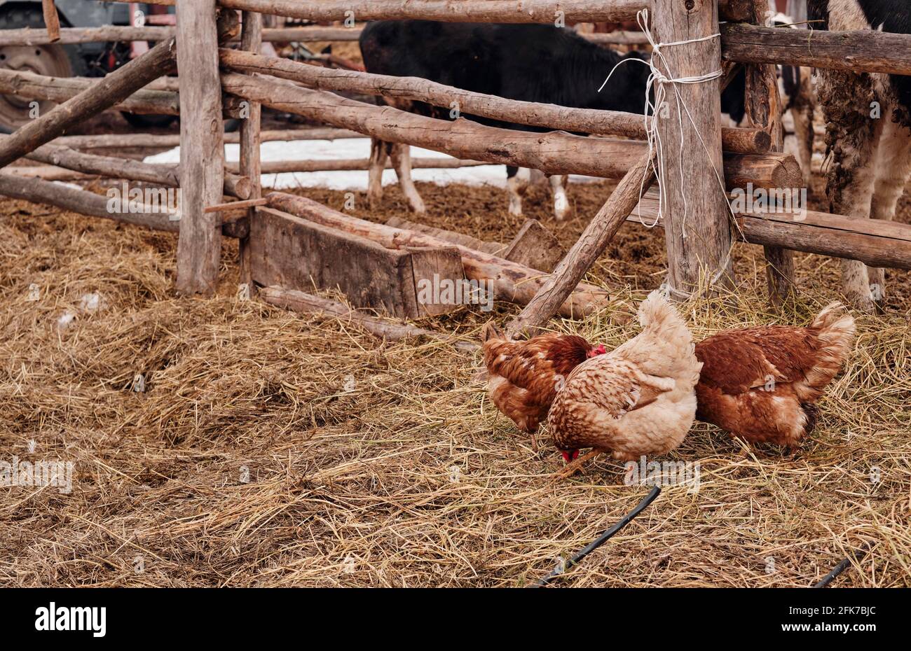 Poultry cow in farm hi-res stock photography and images - Alamy