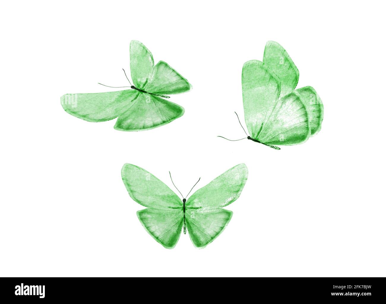 Moths flying hi-res stock photography and images - Alamy