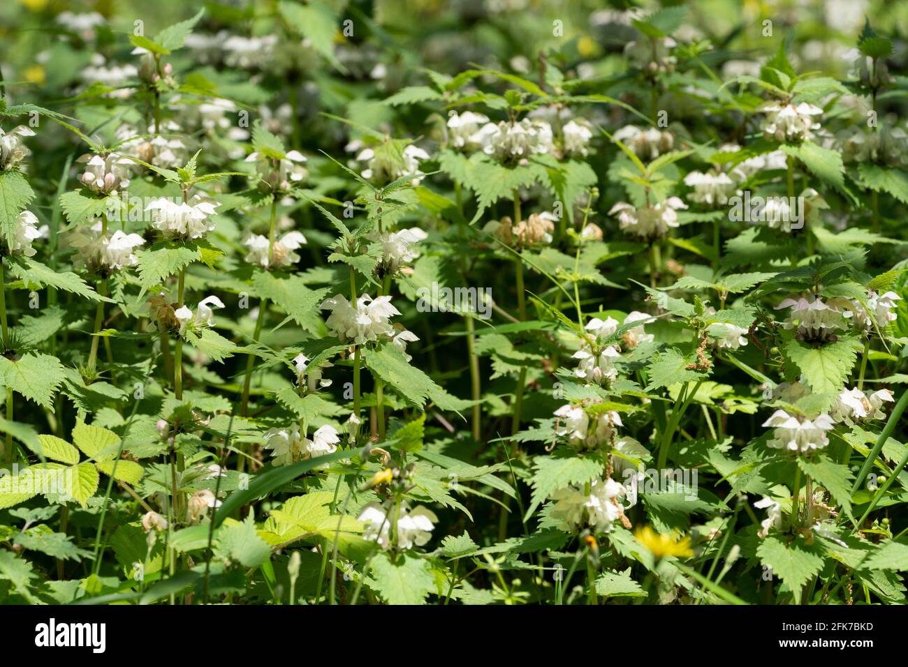 White dead-nettle (Lamium album), Isehara City, Kanagawa Prefecture ...