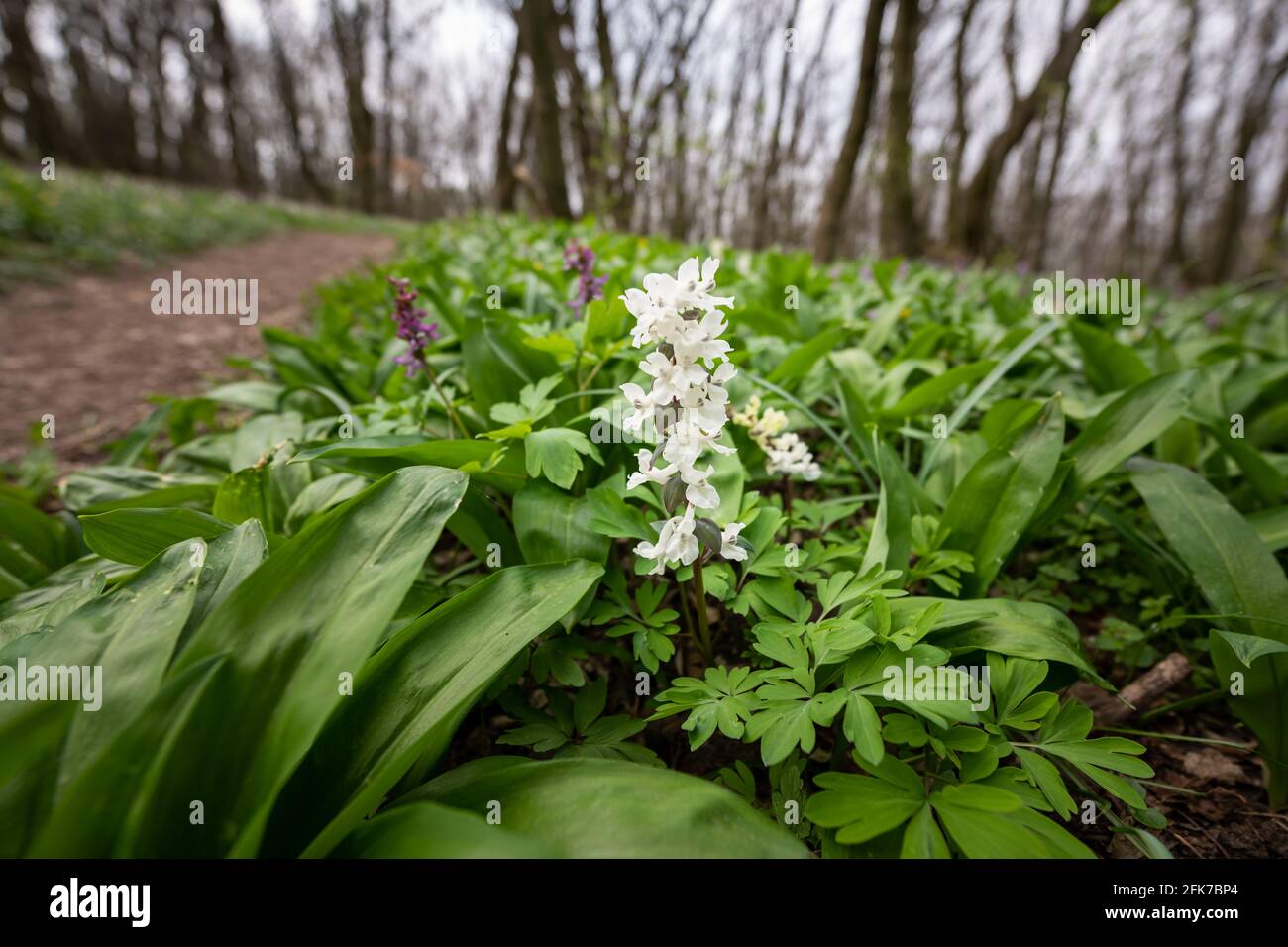 Ground of a deciduous forest covered with white and purple Corydalis ...