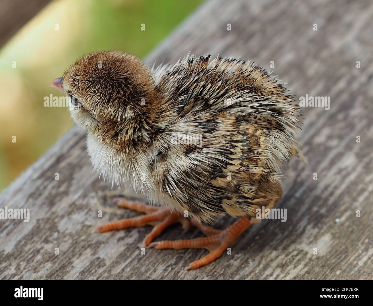Chukar Partridge Baby