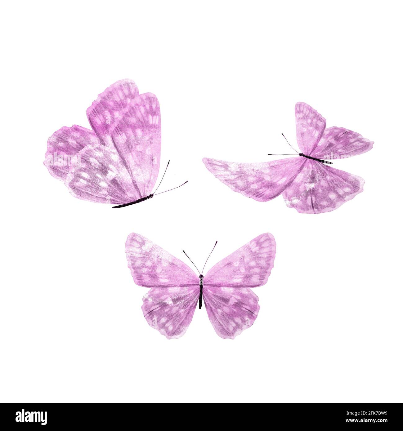 Pink Butterfly White Background