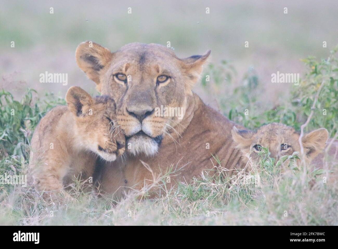 Two lion cubs cuddling hi-res stock photography and images - Alamy