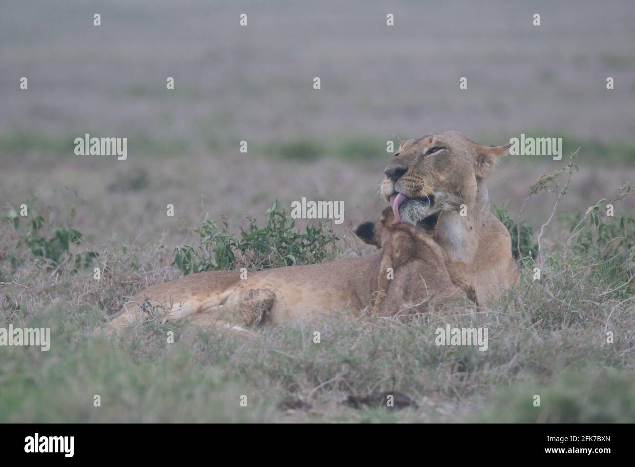 Mother lion washing cub after feasting on a buffalo. Lake Nakuru ...