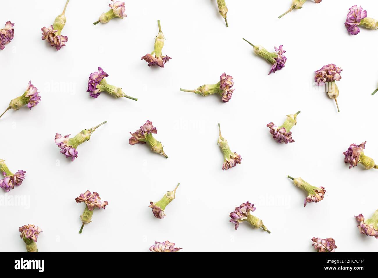Dry carnation flowers on white background. flat lay, top view. floral ...