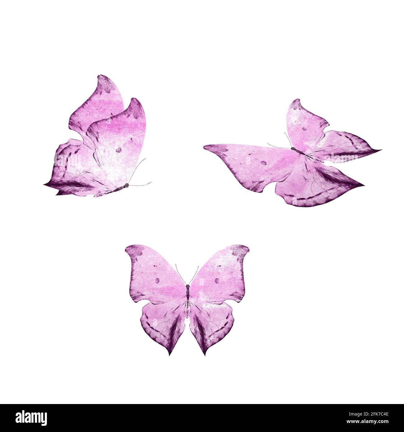 a set of beautiful pink butterflies isolated on a white background ...
