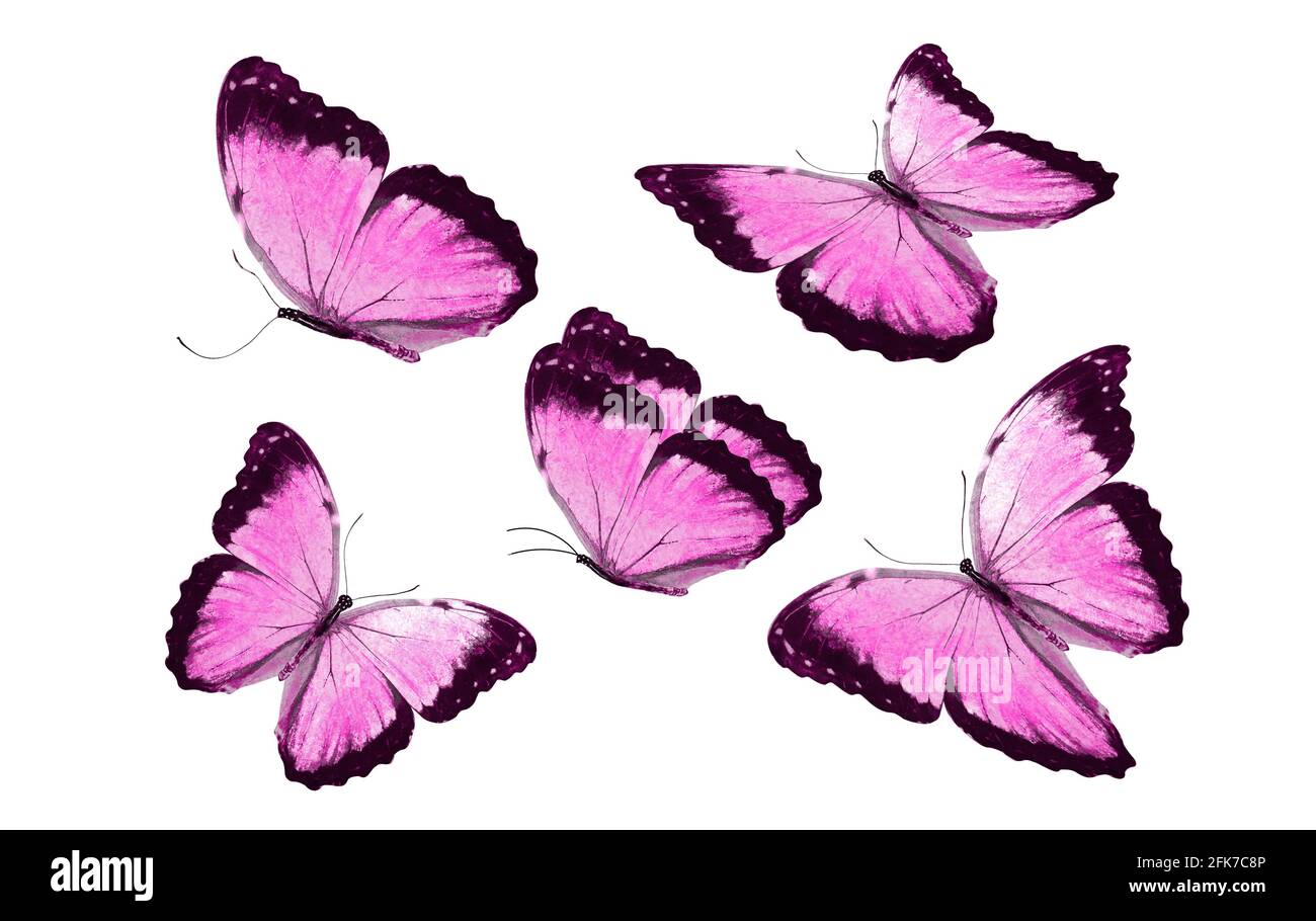 Flying Pink Butterfly