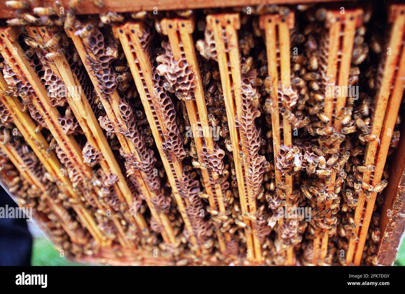 THE INSIDE OF A BEE HIVE SHOWN AT A PRESS CONFERENCE AT LONDON ZOO ...