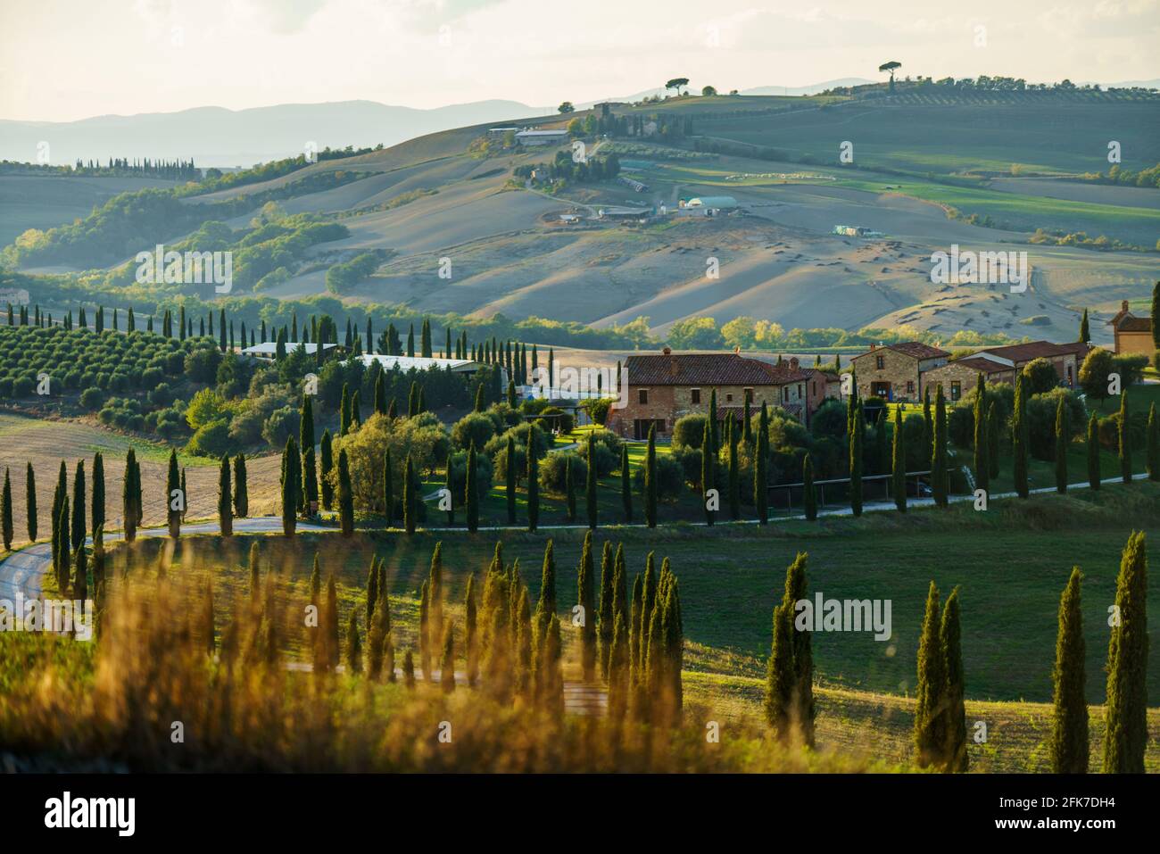 A wellknown Tuscan landscape with grain fields, cypresses and houses in ...