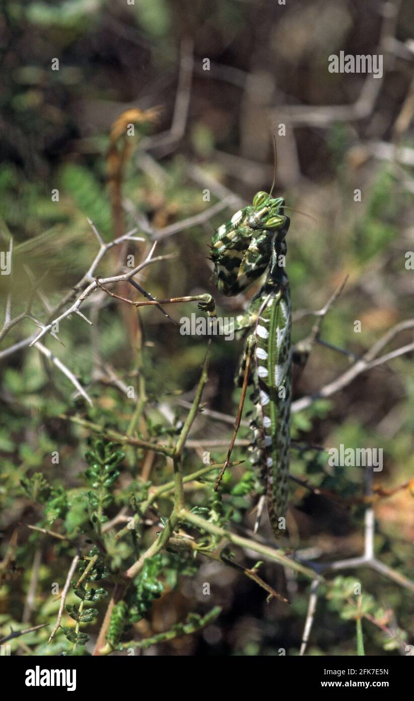 Middle east insects hi-res stock photography and images - Alamy