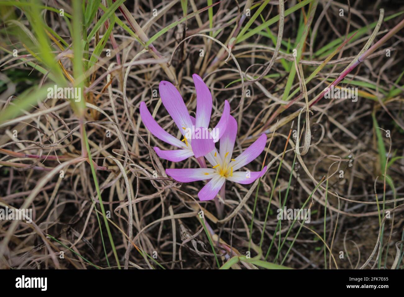 Pale pink flowers of sand saffron (latin name Colchicum arenarium) in ...