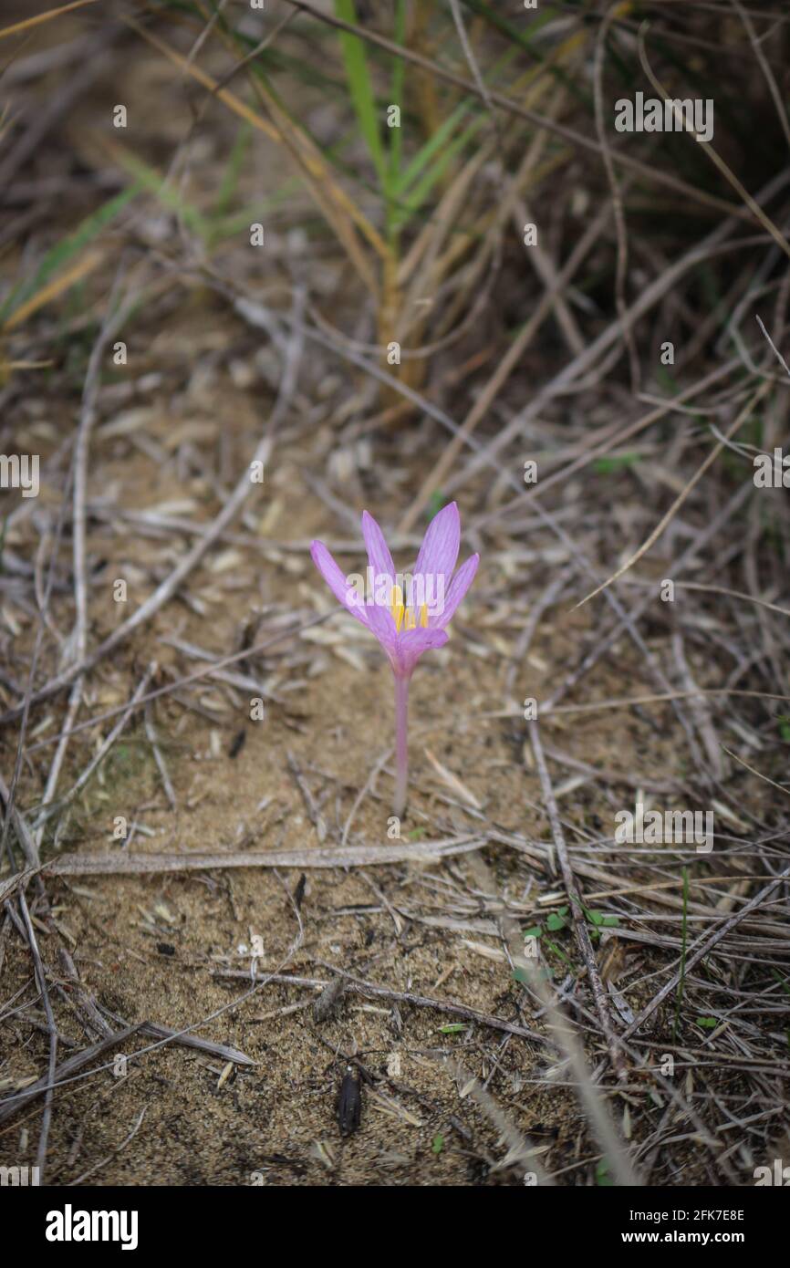 Pale pink flowers of sand saffron (latin name Colchicum arenarium) in ...