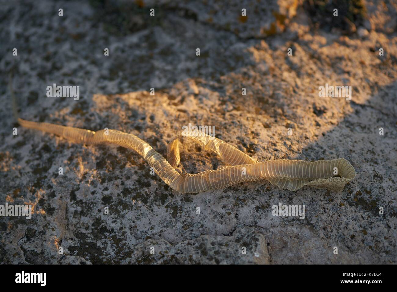 Giant snake zoo hi-res stock photography and images - Alamy