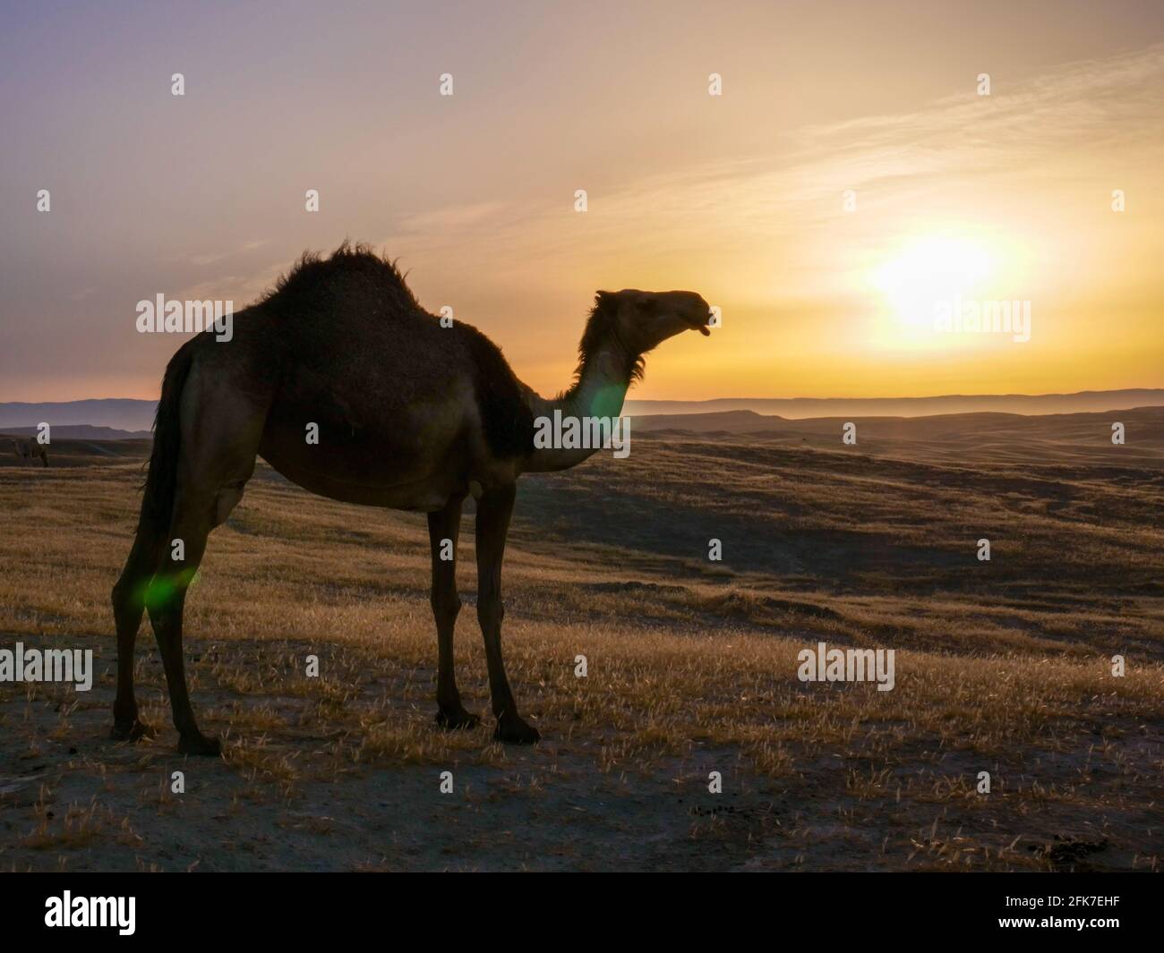 Camel standing on Desert land at Sunrise, with mild flare Stock Photo ...