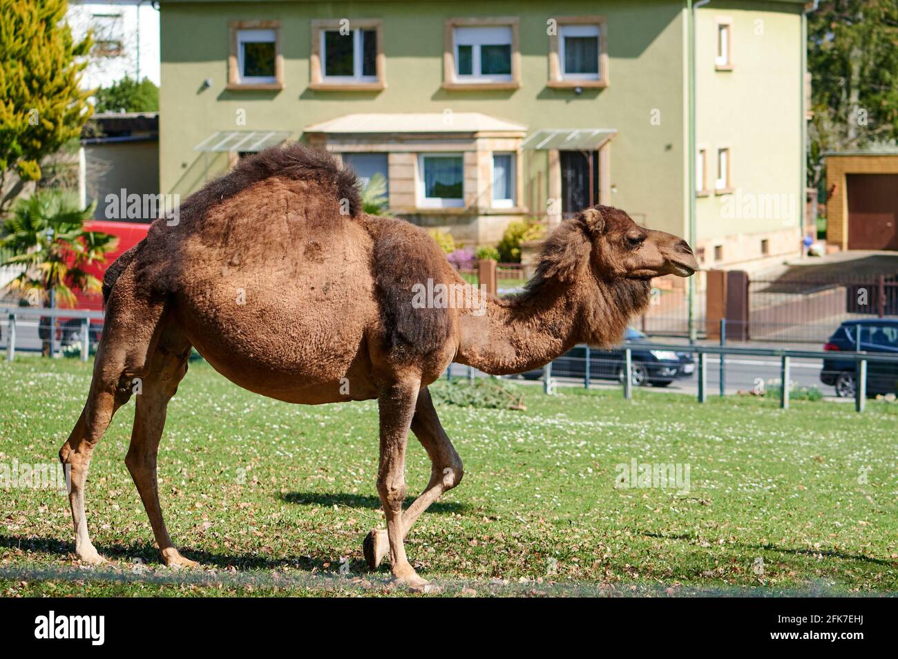 Camel's toe hi-res stock photography and images - Alamy