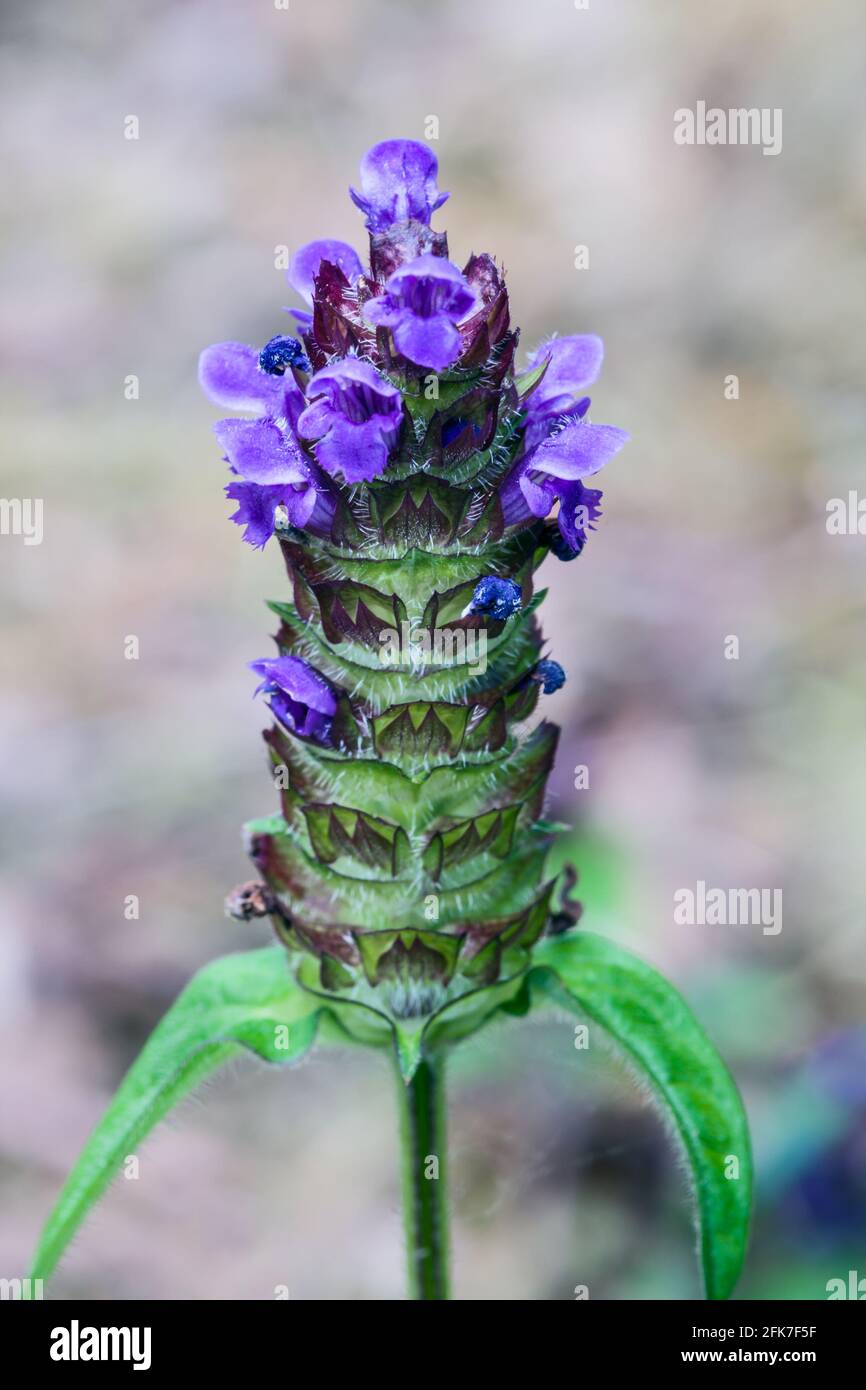 Prunella vulgaris flores hi-res stock photography and images - Alamy