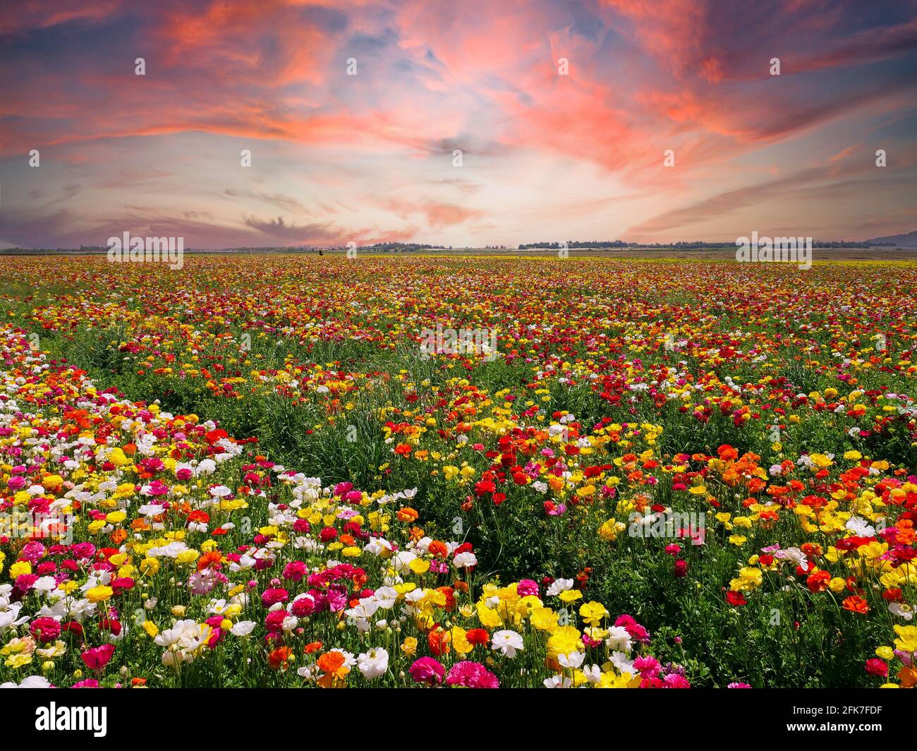 Bright butter buttercup buttercups color hi-res stock photography and ...