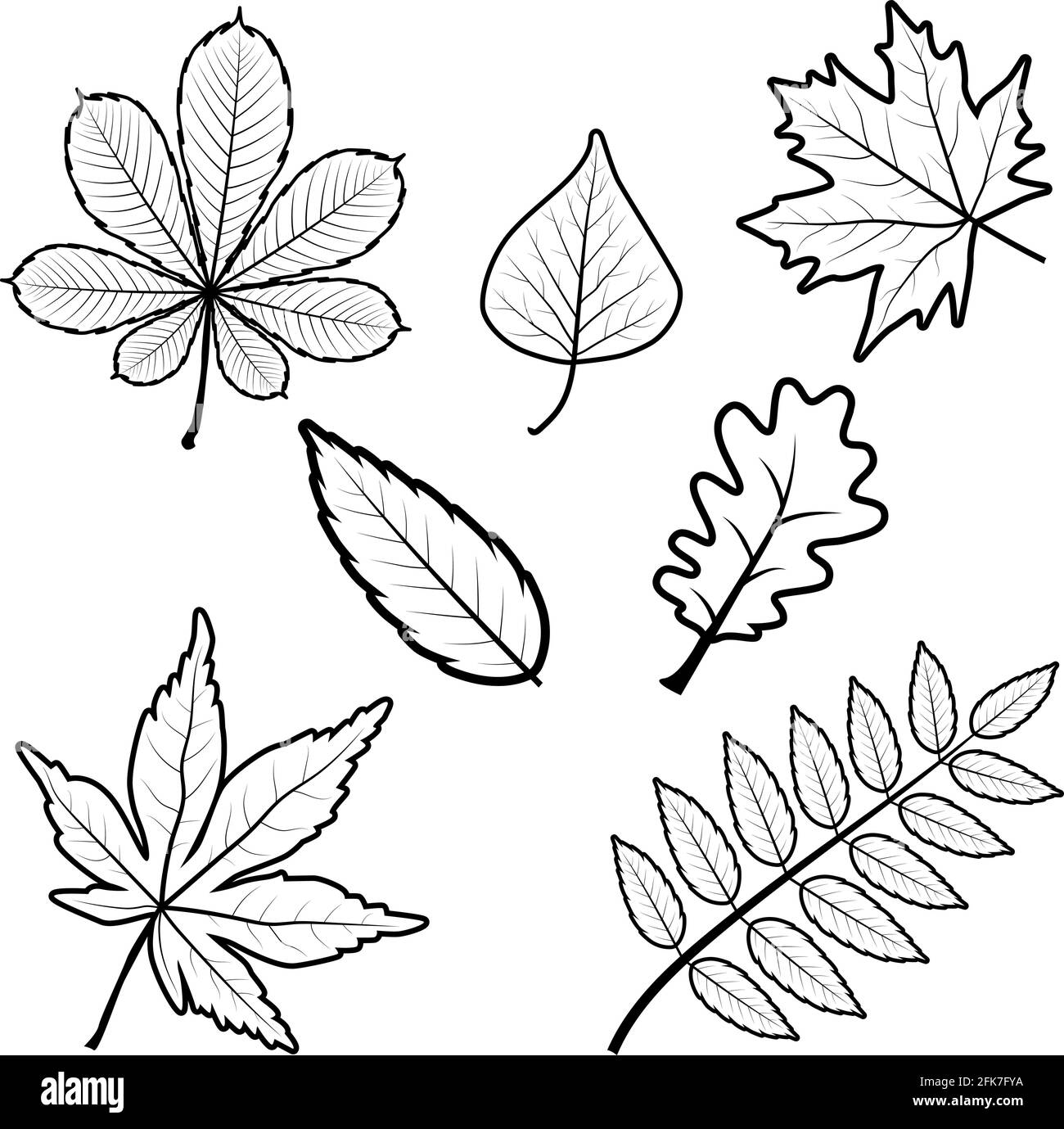 Birch tree color line Stock Vector Images - Alamy