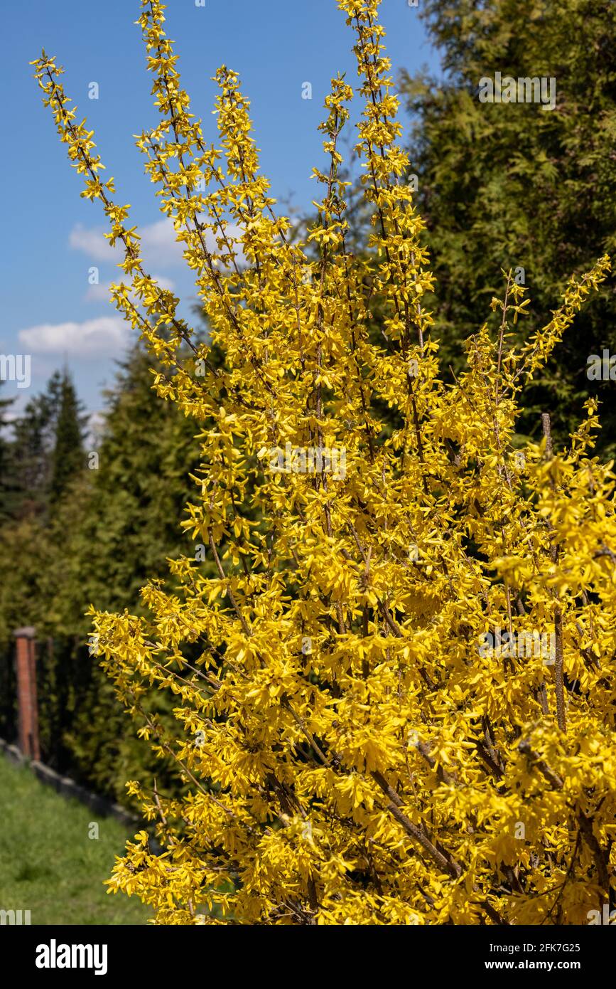 Forsythia europaea bush with yellow flowers blooming early spring Stock ...